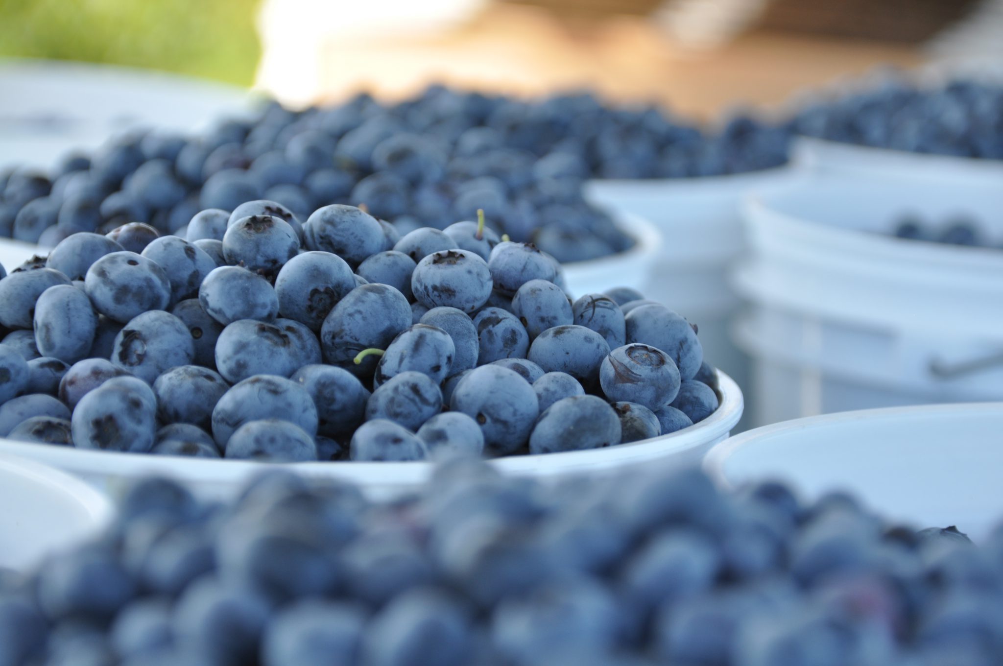 What Does "Tilth" Mean, Anyway? - Tilth Alliance