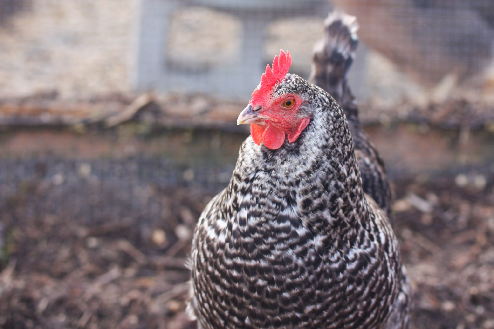 Composting Chicken Manure - Tilth Alliance