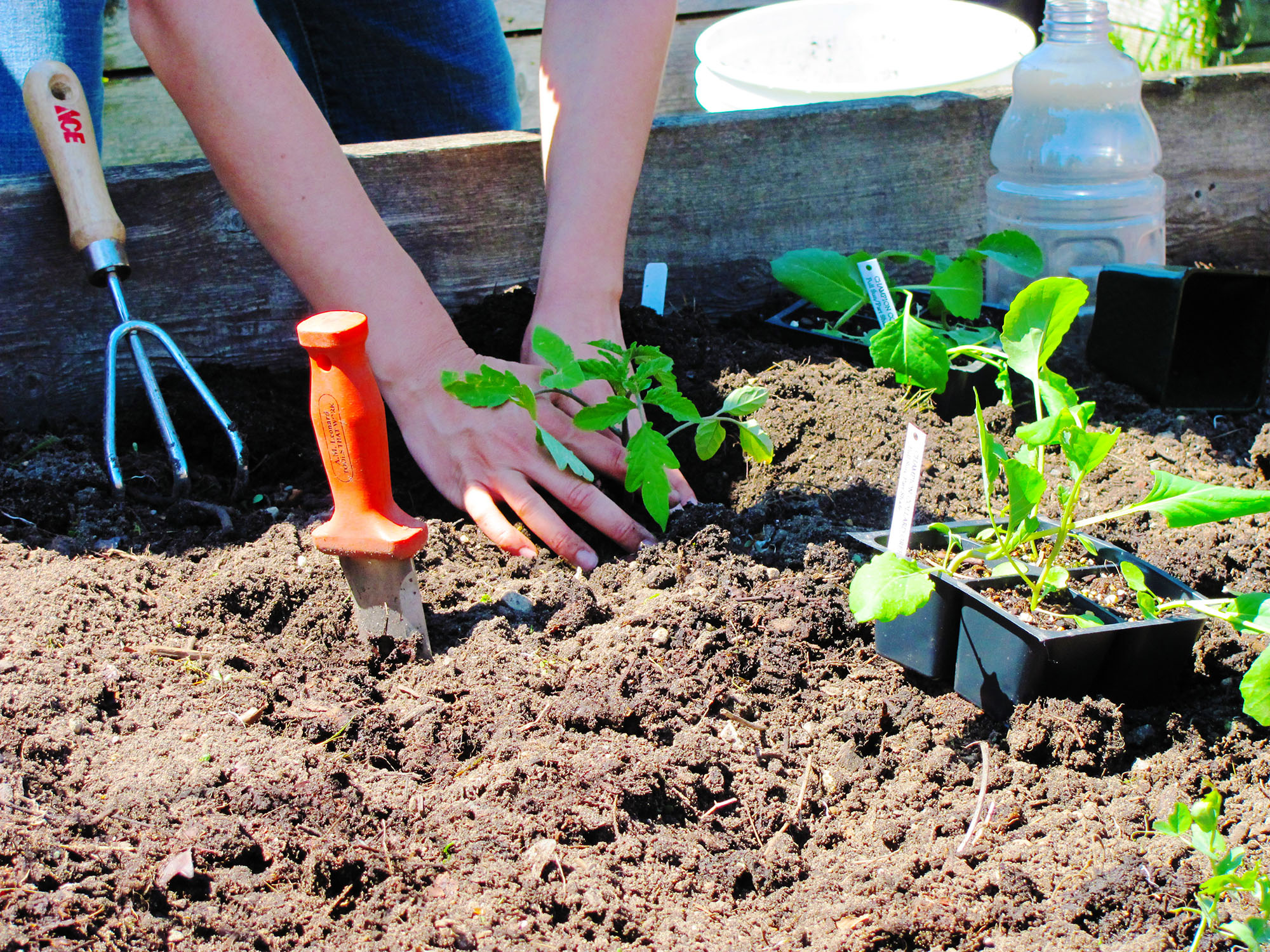 Volunteer With Us - Tilth Alliance