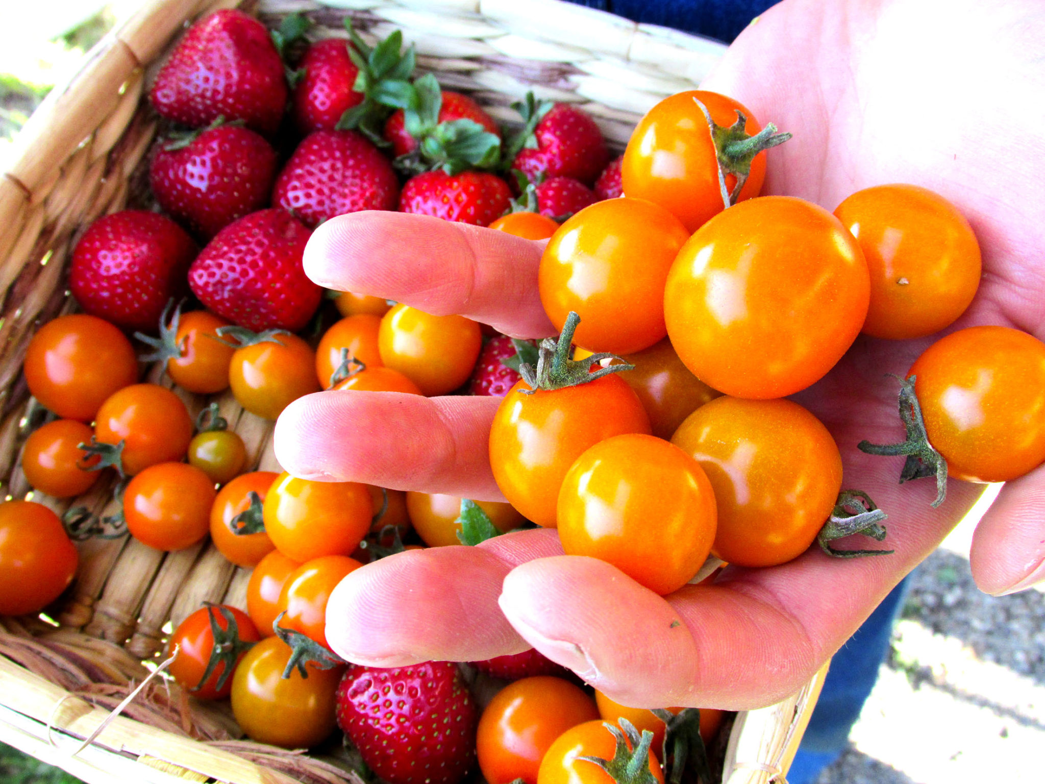 Grow Great Tomatoes in Seattle - Tilth Alliance