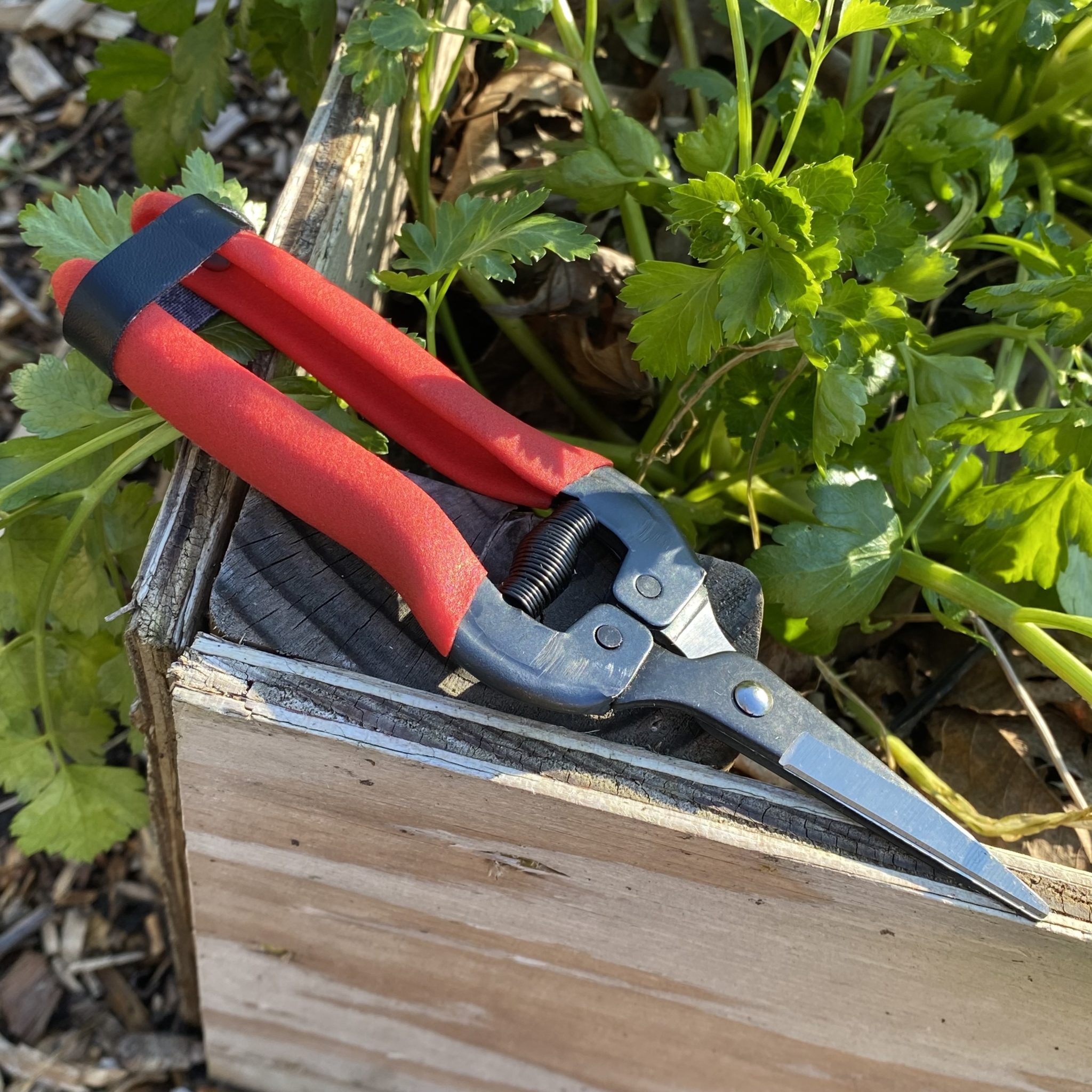 Straight Shear - Tilth Alliance