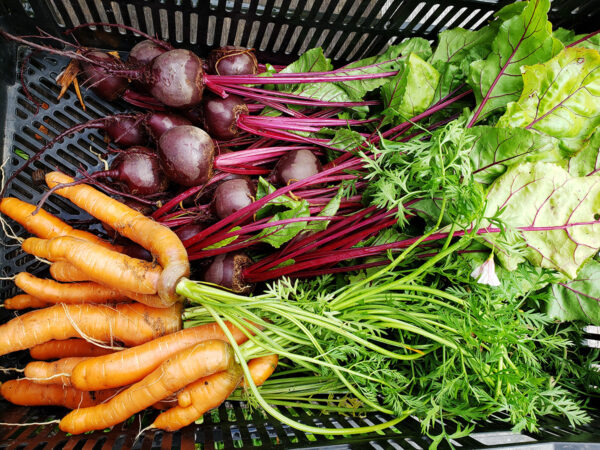 Cool and Warm Season Crops: Spring Picks - Tilth Alliance